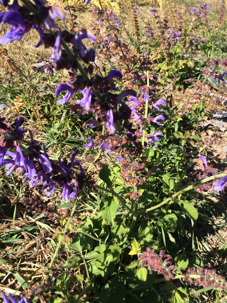Dan Shen Tincture organic Salvia miltiorrhiza root Red Sage | Etsy