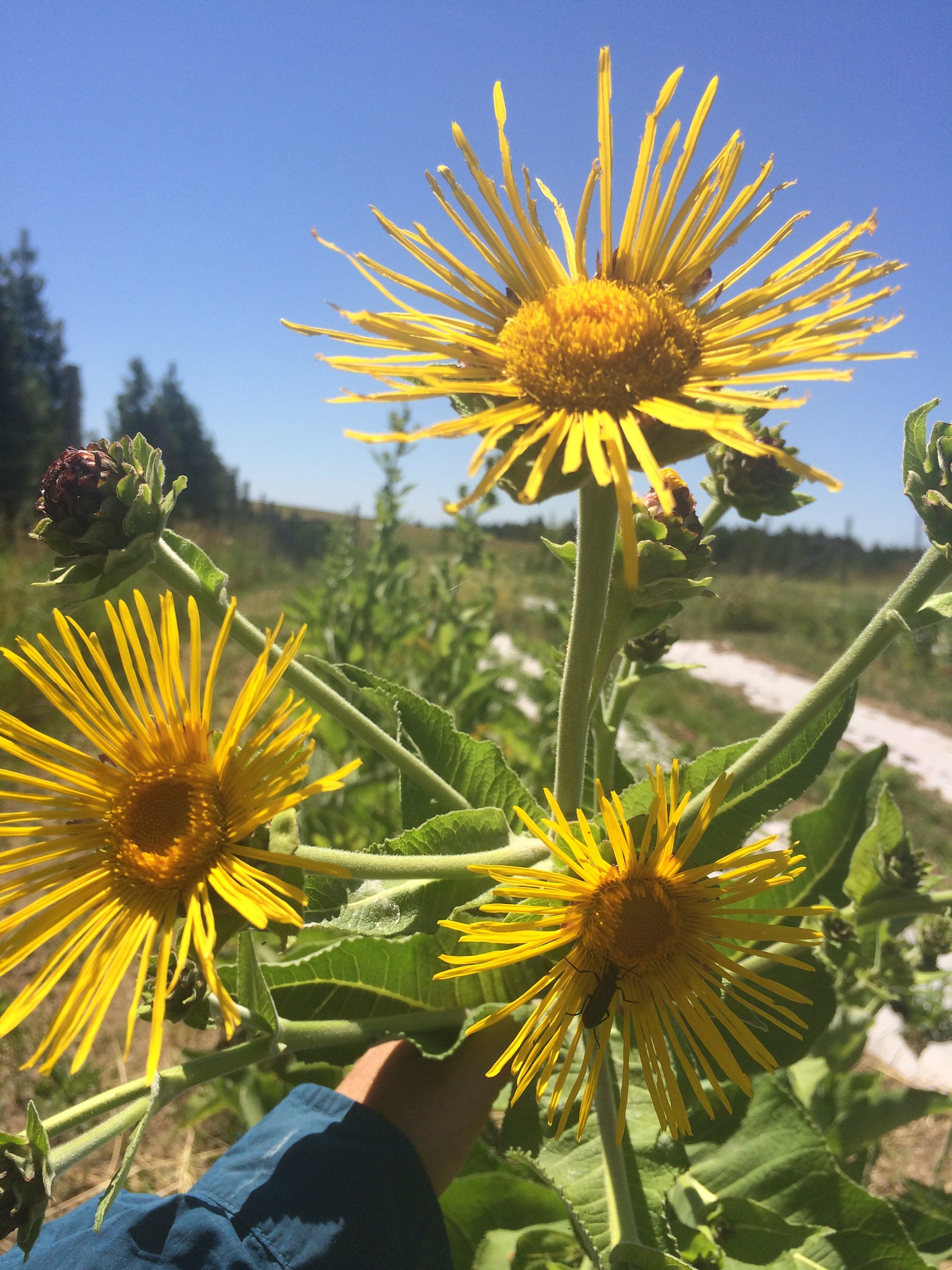 Elecampane Tincture Inula Helenium Organic Root - Etsy