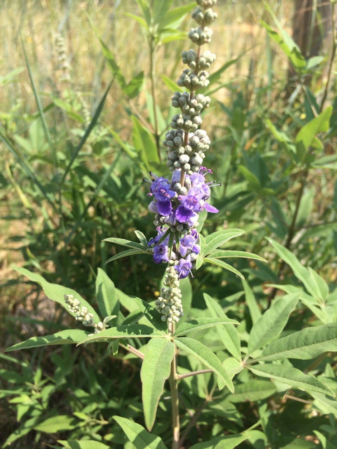 Chaste Tree Berry Tincture, Sustainable USA Grown Vitex Agnus-castus ...