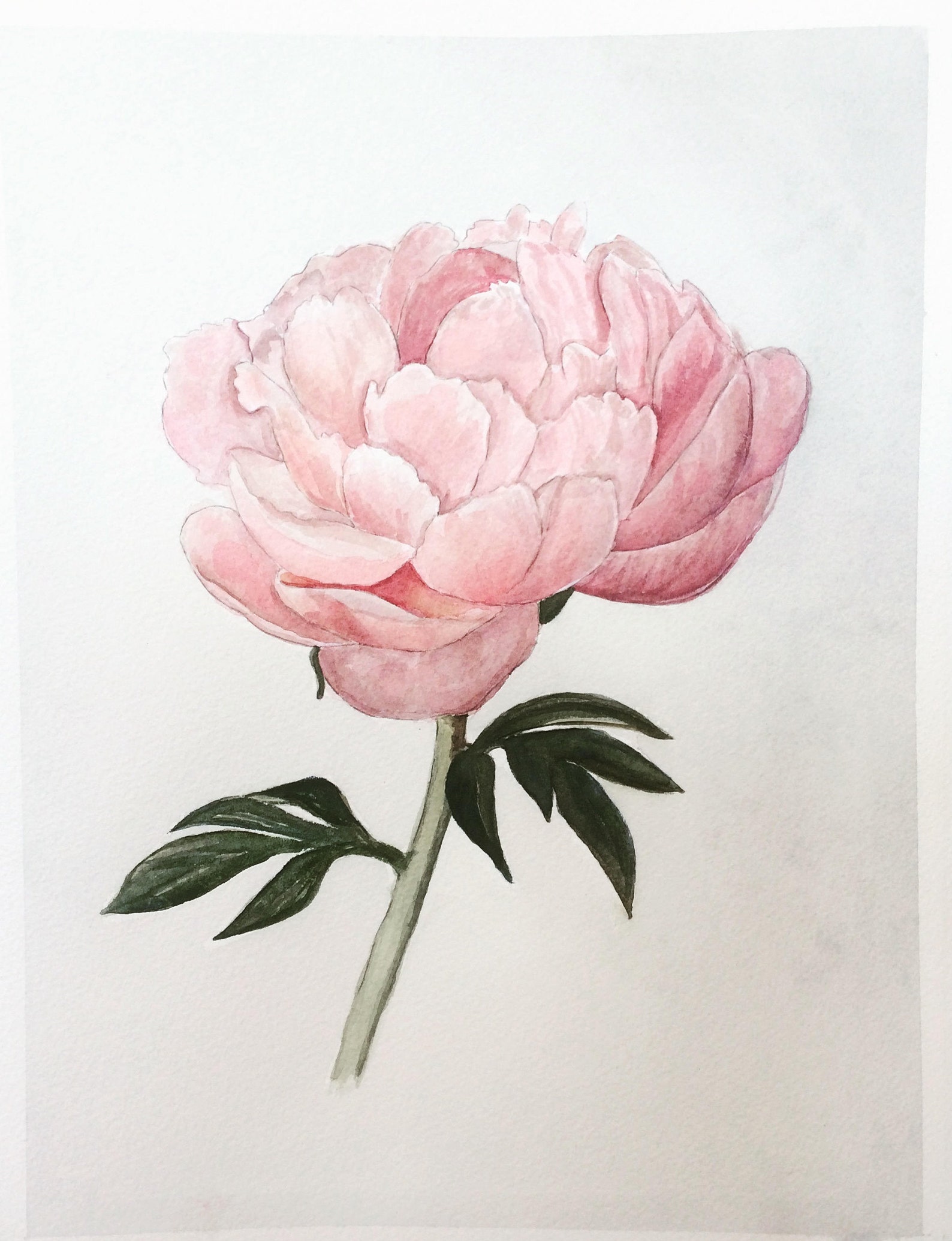 Original Watercolor Peony Painting Minimalist Art Peonies - Etsy Hong Kong