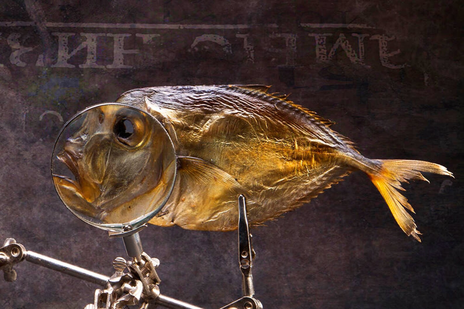 Fish Surrealism Dialog Photography Download Digital Photo Color ...