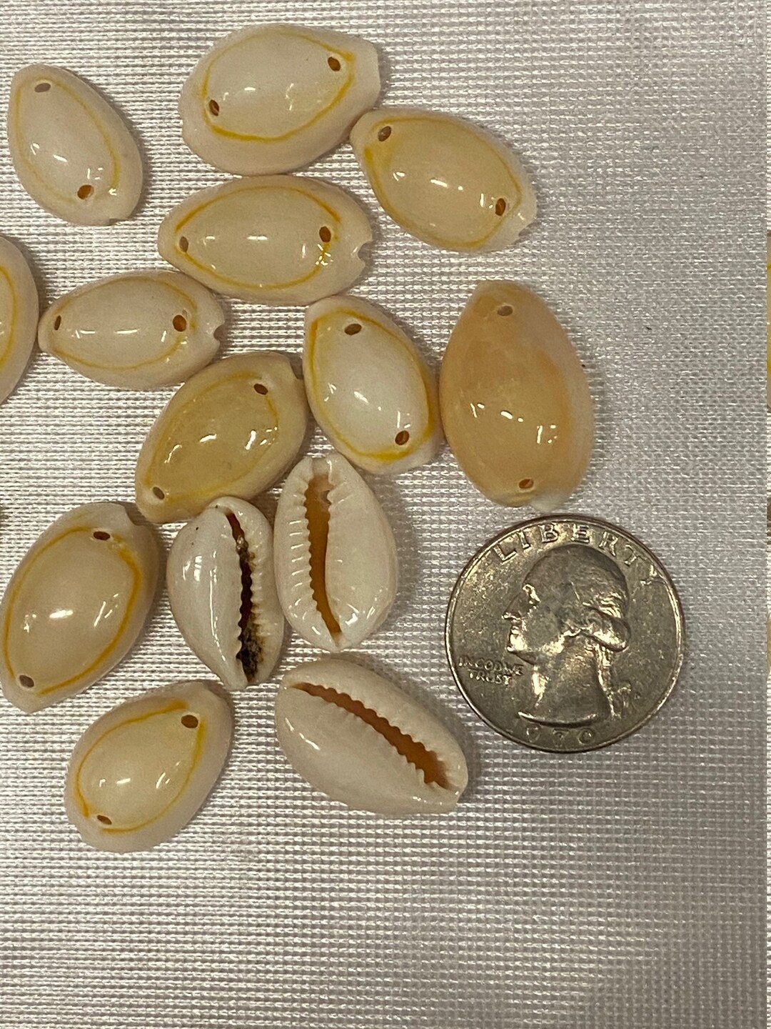 18 Pieces Polished Natural Sea Shells - Etsy