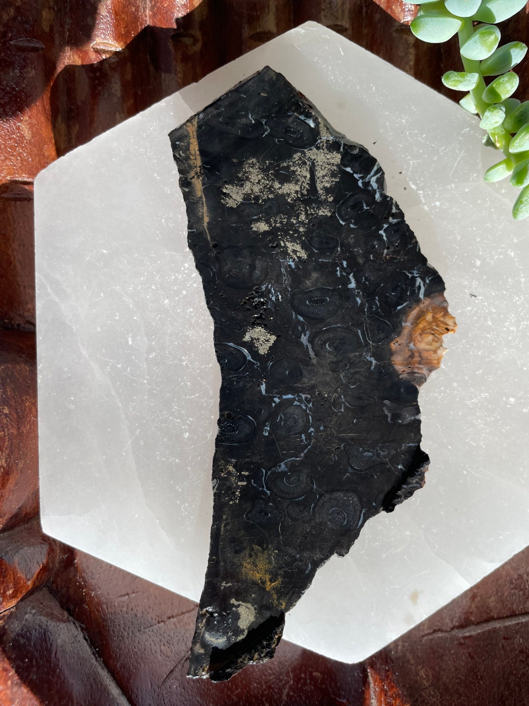 Palm Root Slab - Etsy