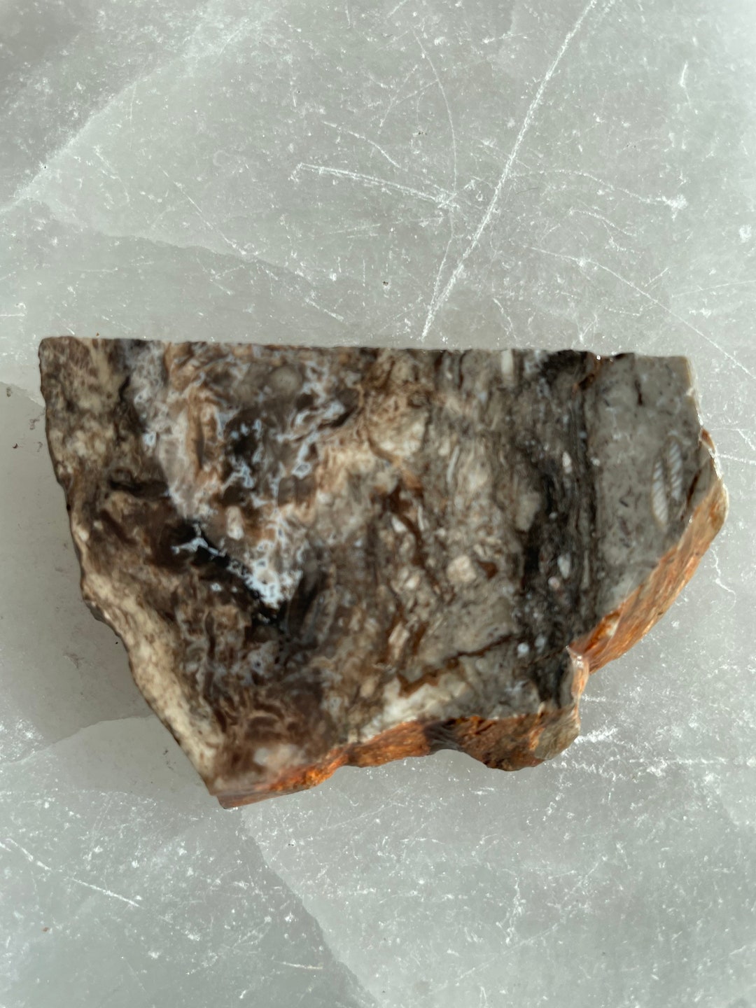 Palm Root Slab - Etsy