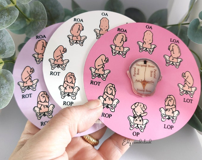 Fetal Position Wheel ( Diameter 10cm ) for Midwife, Student Midwife ...