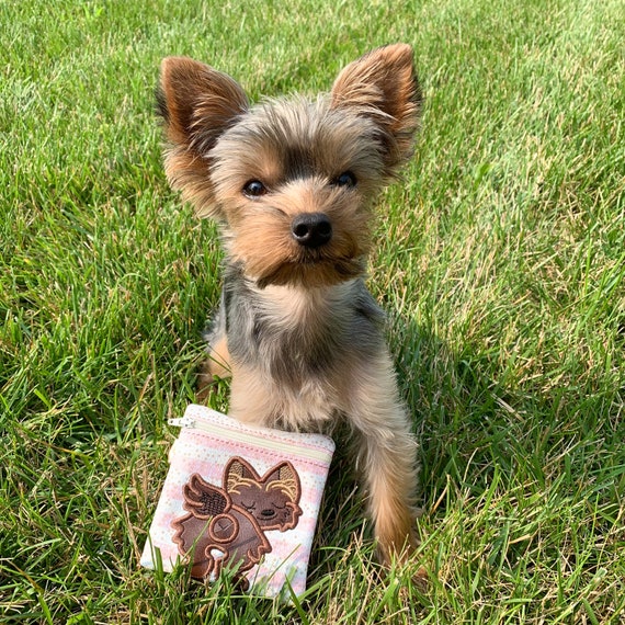 How Often Do Yorkie Puppies Poop