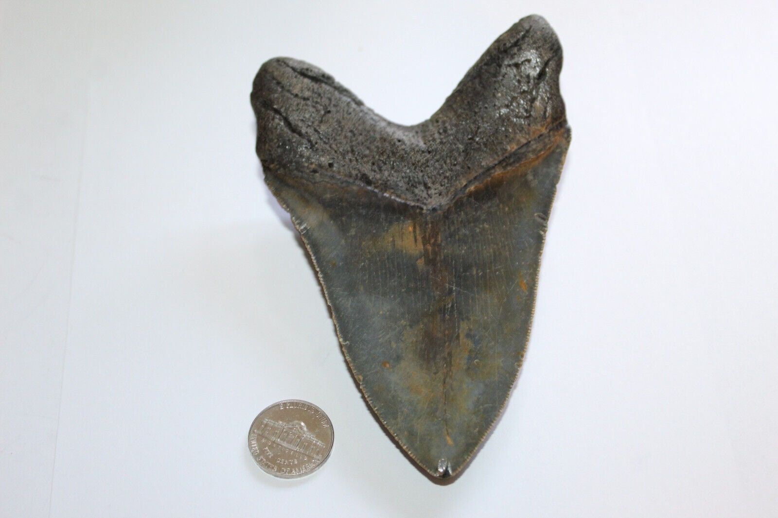 MEGALODON Fossil Giant Shark Teeth Natural Large 5.12" Huge COMMERCIAL ...