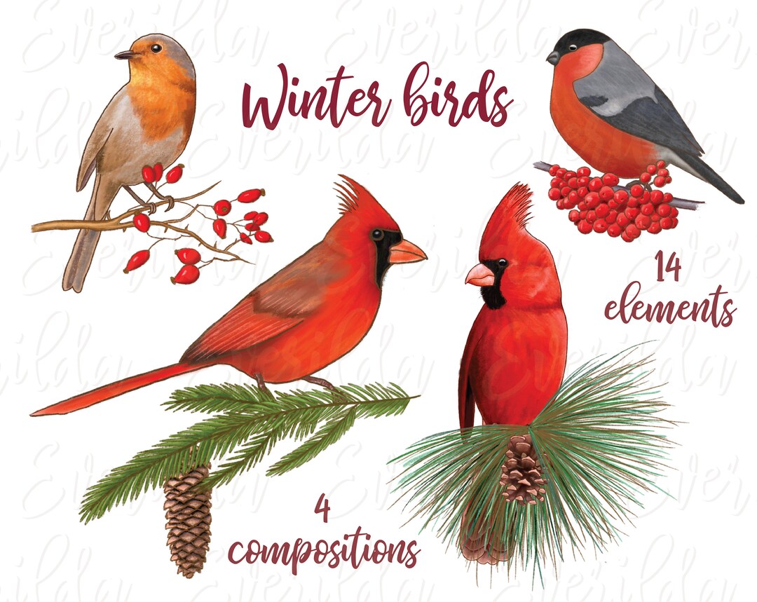 Cardinal Bird Clipart, Winter Birds Romantic Clipart, Pine Spruce ...