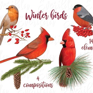 Cardinal Bird Clipart, Winter Birds Romantic Clipart, Pine Spruce ...
