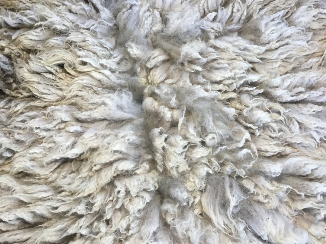 Cordial: 2024 Romney X Ewe Raw Fleece Whole Fleece 8.4lbs - Etsy