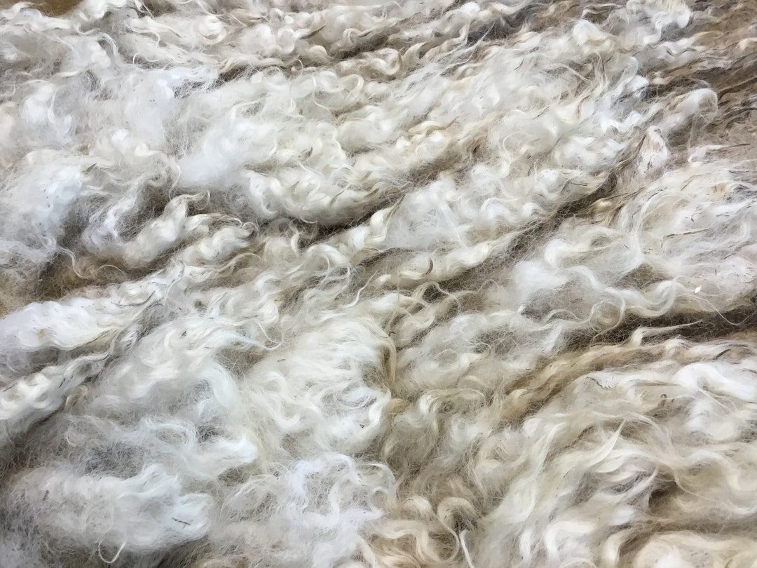 Joy: 2024 Romney X Ewe - Raw Fleece - Whole Fleece - 7.2lbs - Etsy