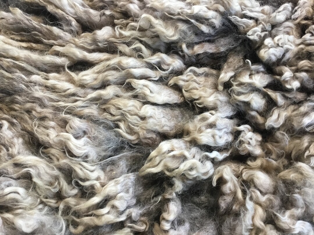 Honey Bear: 2024 Romney X Ewe - Raw Fleece - Whole Fleece - 5.3lbs - Etsy