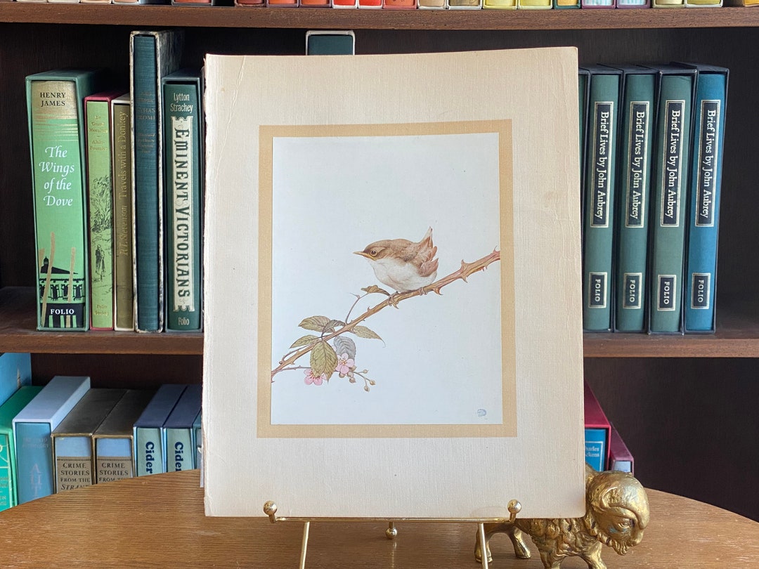 Colour Plate of the Whitethroat by E.J. Detmold, [circa 1912] - Etsy