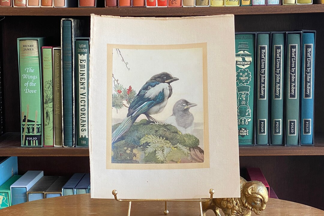 Colour Plate of the Magpie by E.J. Detmold, [circa 1912] - Etsy