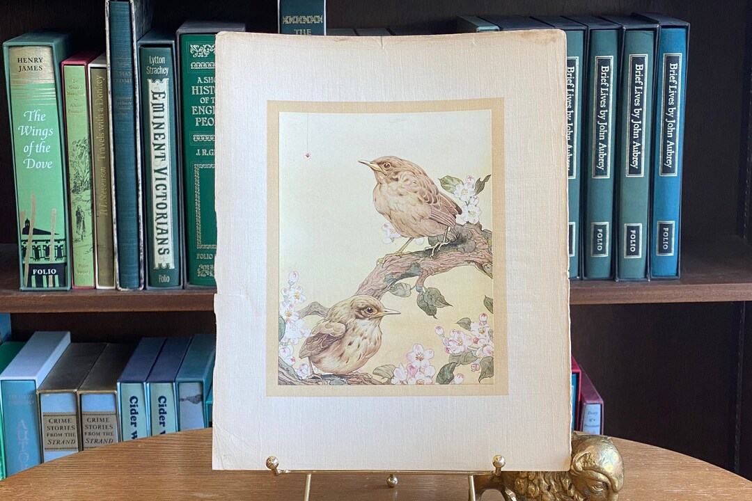 Colour Plate of the Yellow Hammer by E.J. Detmold, [circa 1912] - Etsy