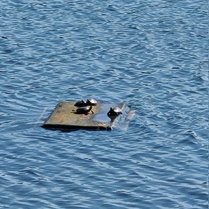 Turtle Raft - Etsy