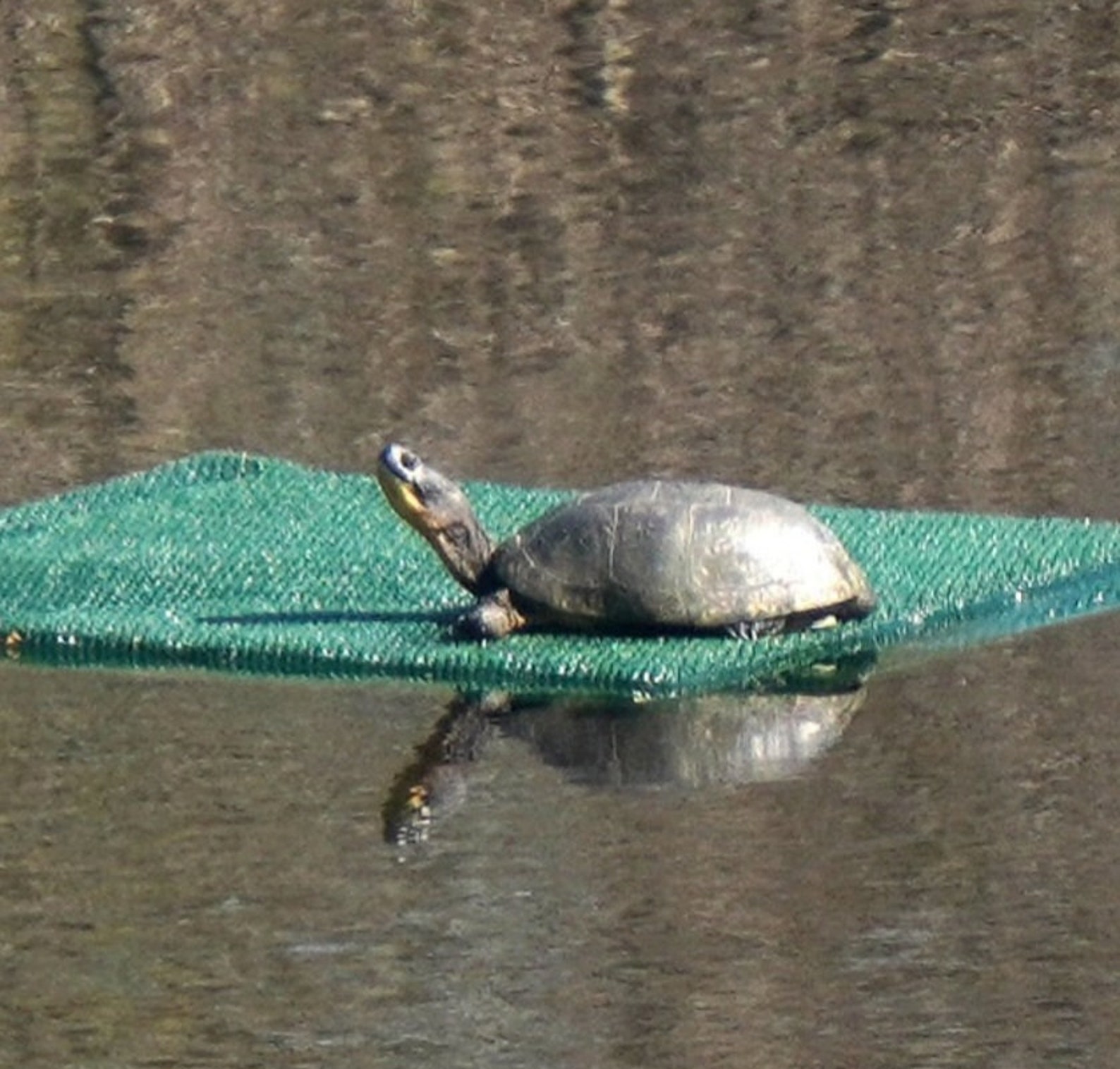 Turtle Raft 2.0 - Etsy