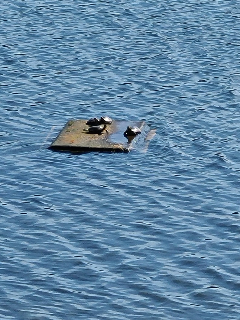 Turtle Raft 2.0 - Etsy