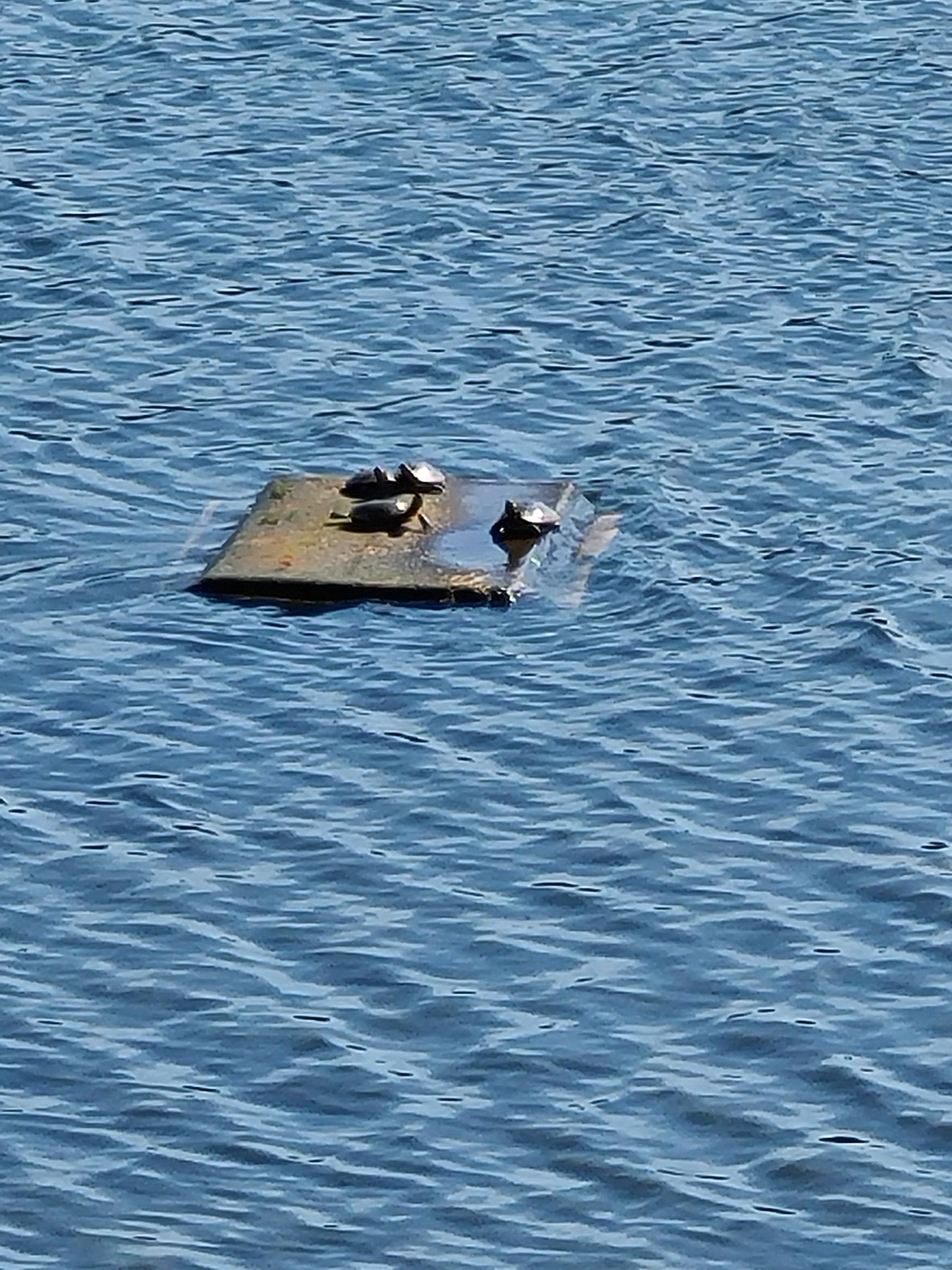 Turtle Raft 2.0 - Etsy