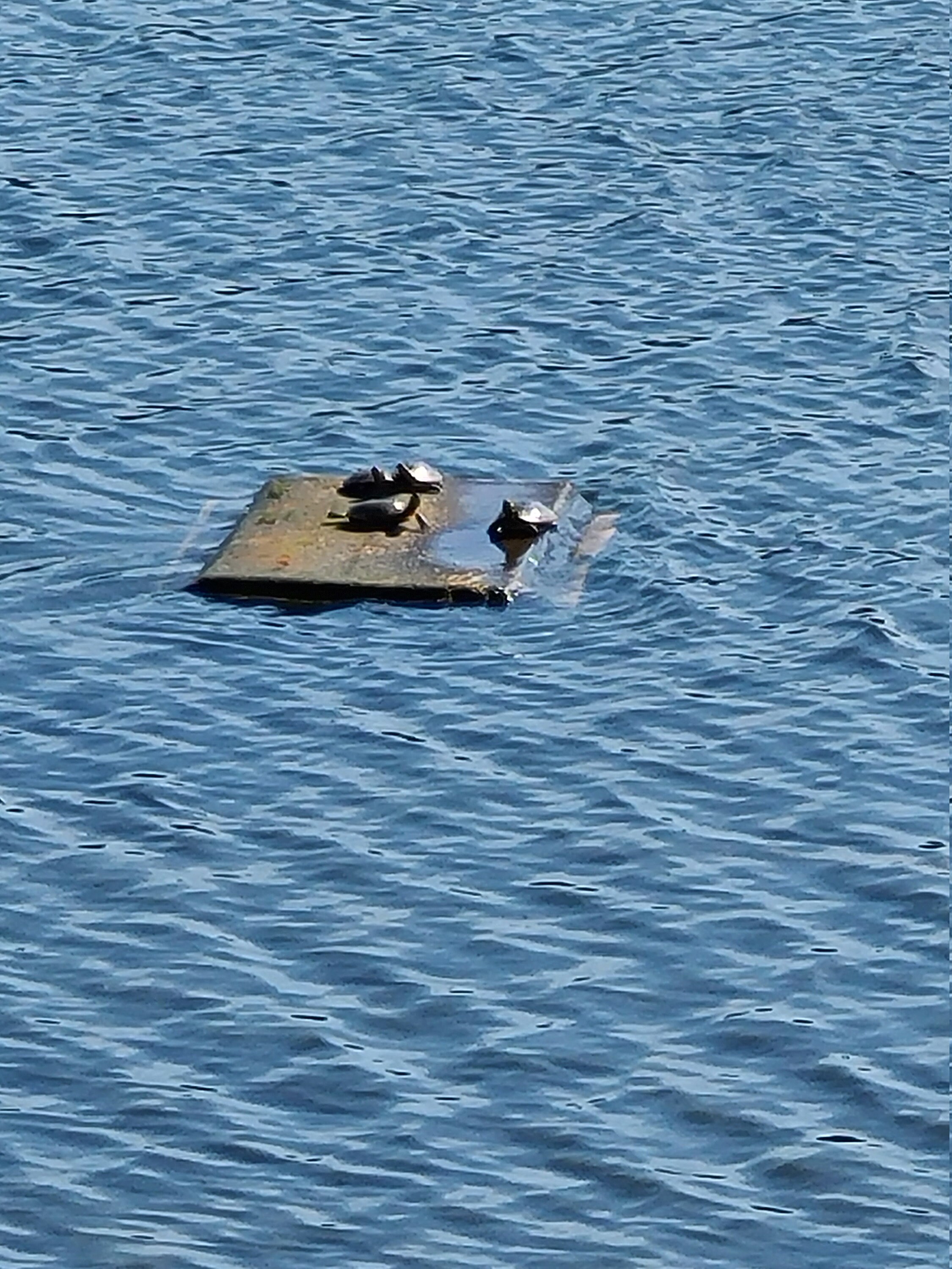 Turtle Raft - Etsy