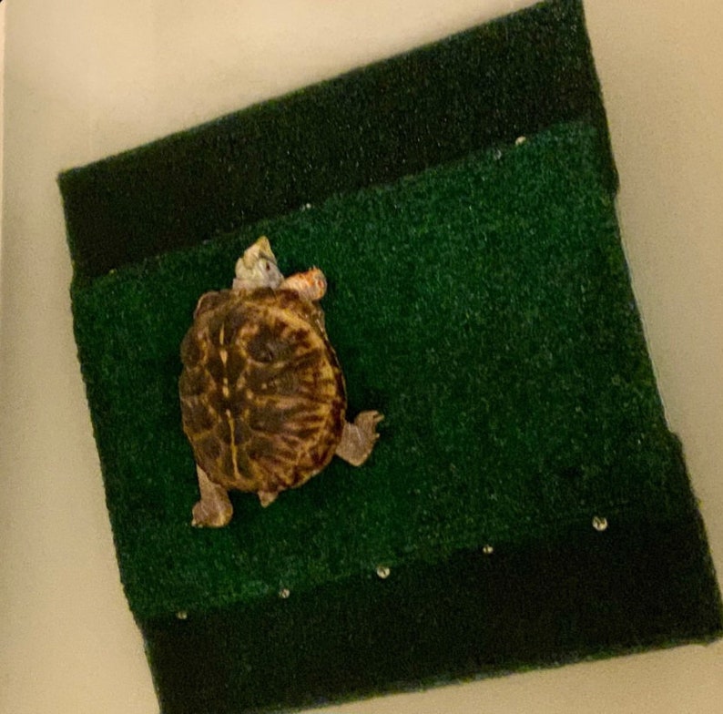 Turtle Raft 2.0 - Etsy