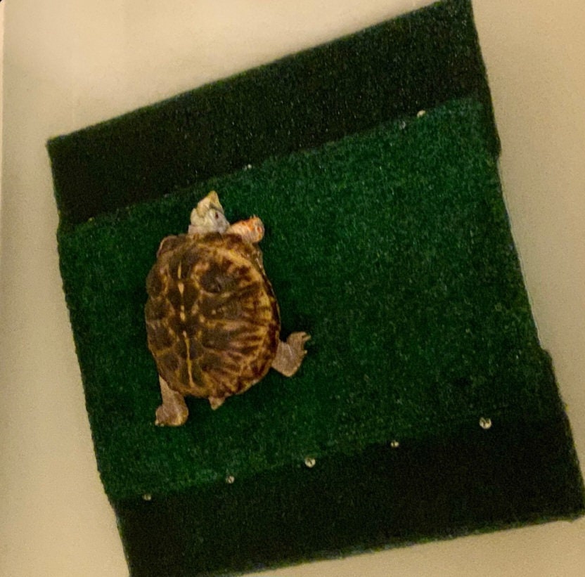 Turtle Raft 2.0 - Etsy