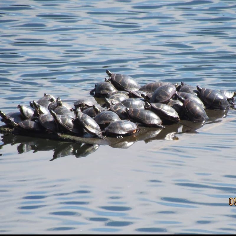 Pond Turtle Float - Etsy