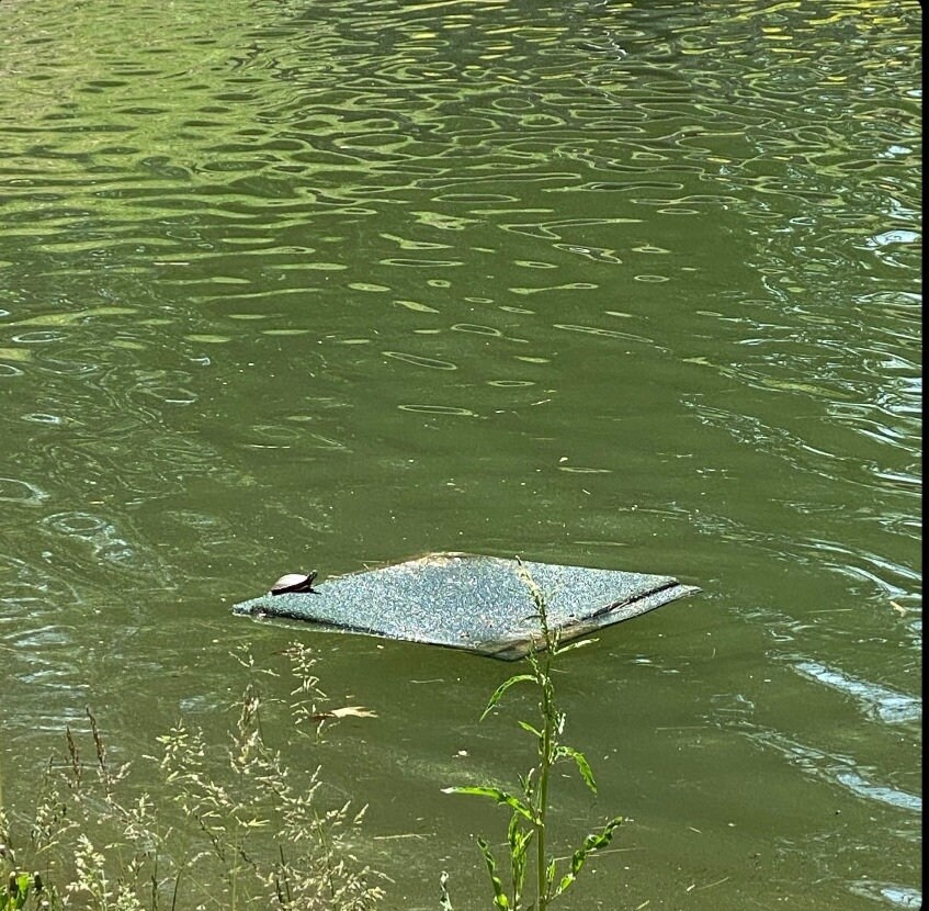 Turtle Raft 2.0 - Etsy