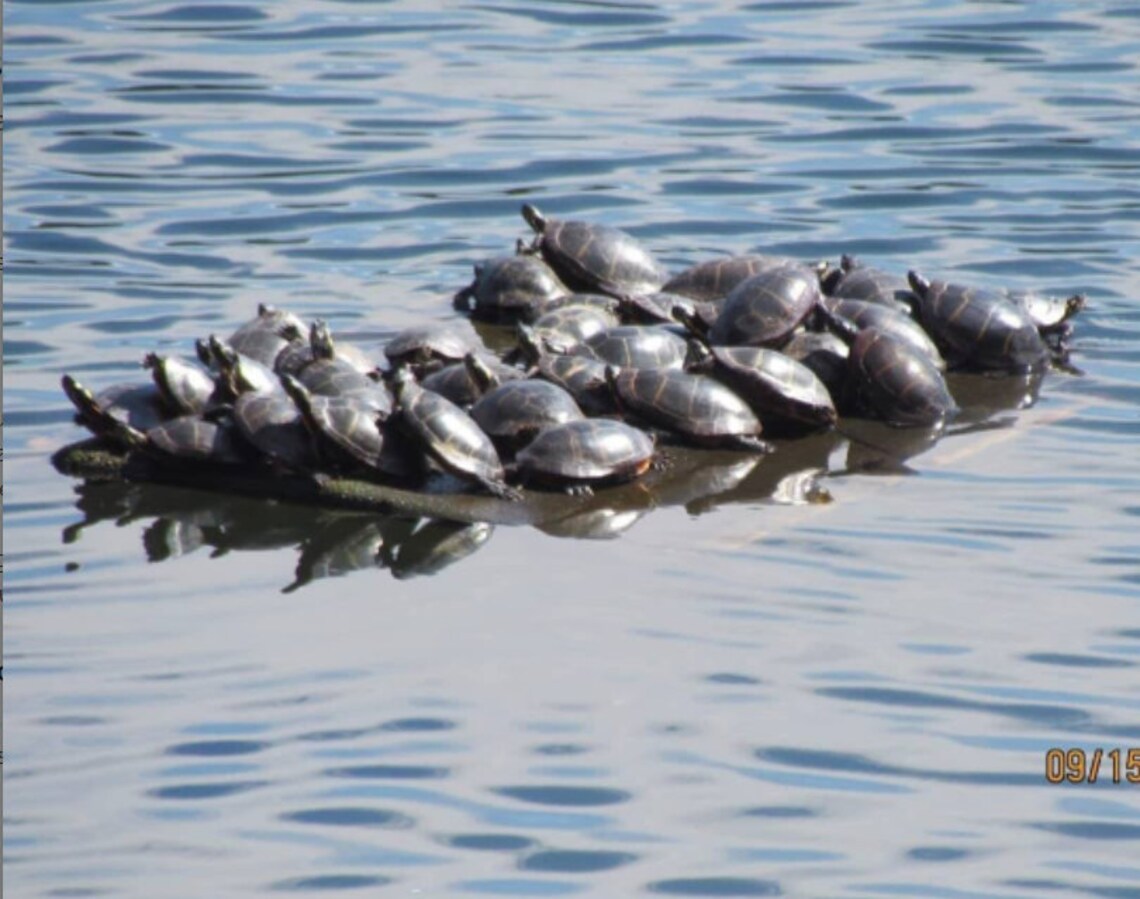 Turtle Raft 2.0 - Etsy