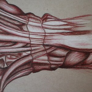 Anatomical Hand (print) - Etsy