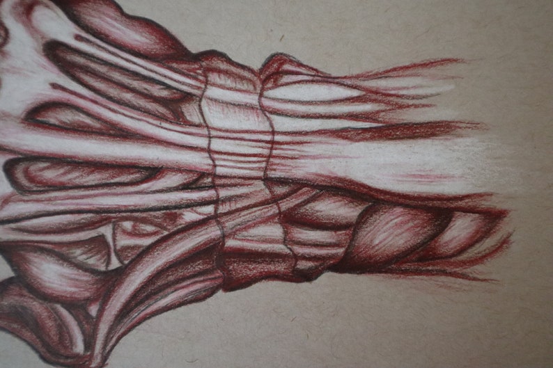 Anatomical Hand (print) - Etsy