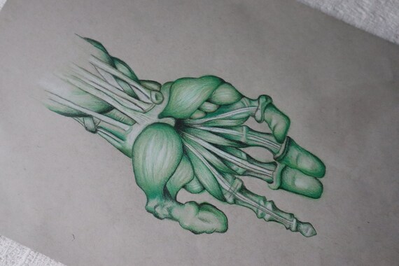 Anatomical Hand Green prints - Etsy
