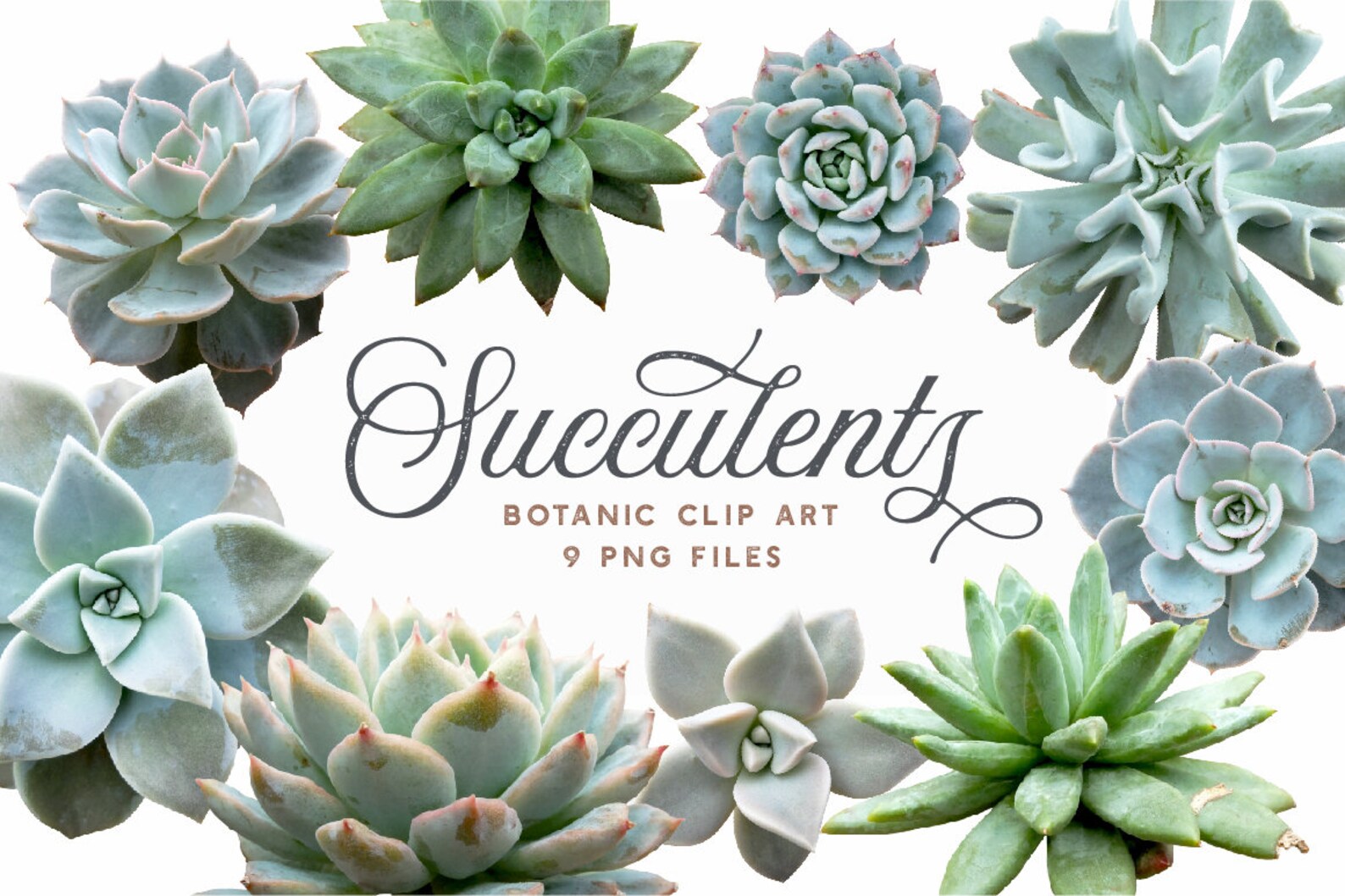 Succulent Clipart - Digital Succulents - Botanic Specimens - Succulent ...