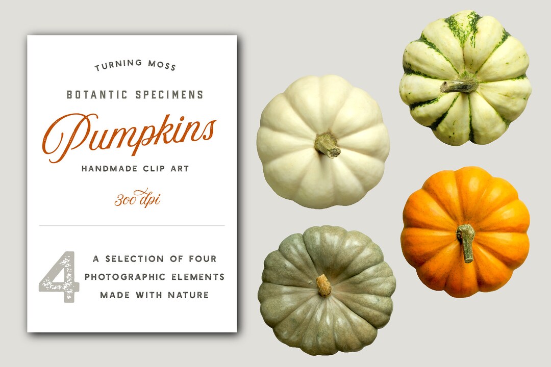 Pumpkin Clipart - Digital Pumpkins - Realistic Pumpkins - Gourds ...