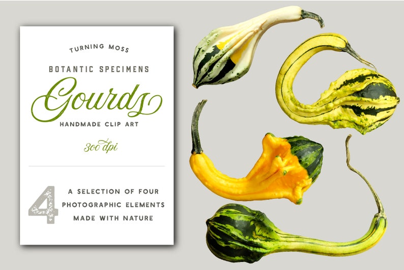 Gourd Clipart - Realistic Gourds - Ornamental Gourd Clipart ...
