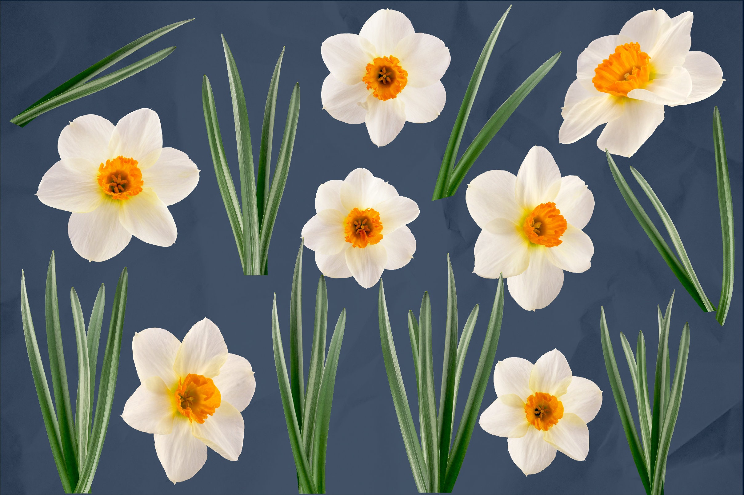 Daffodil Clipart - Realistic Floral Clipart - Isolated Spring Flowers ...