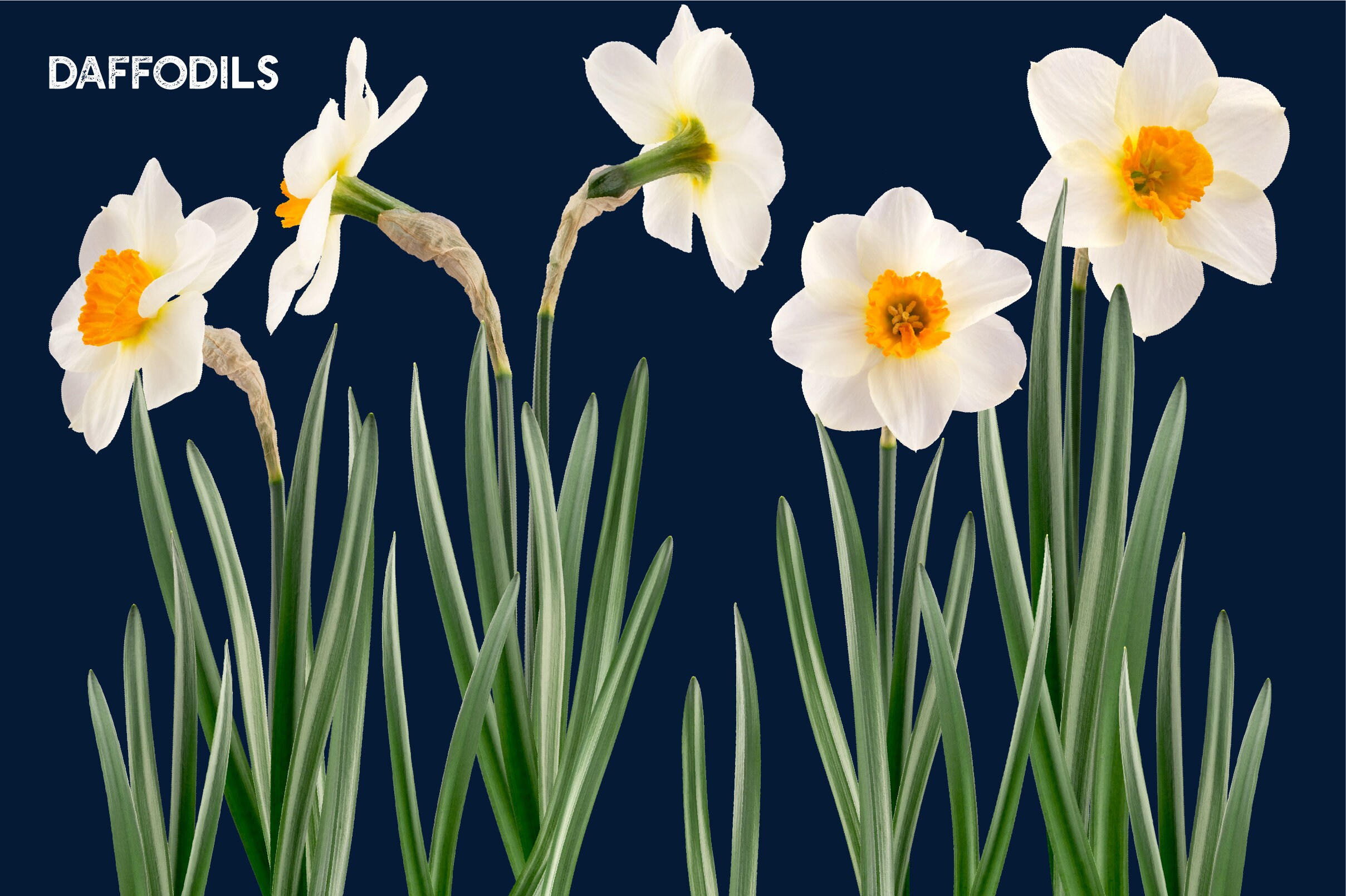Daffodil Clipart - Realistic Floral Clipart - Isolated Spring Flowers ...