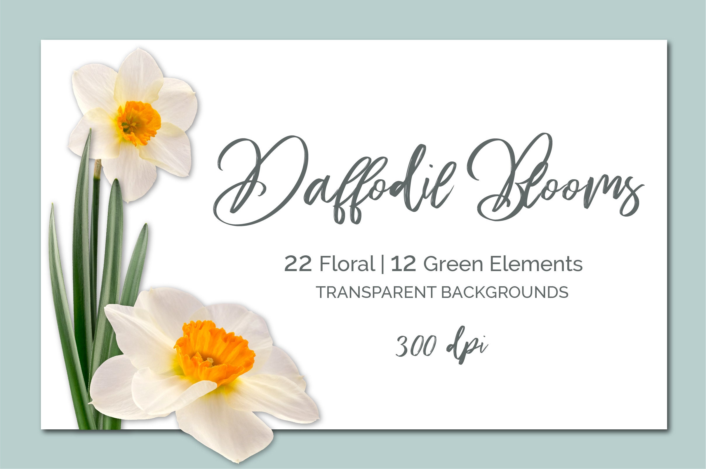 Daffodil Clipart - Realistic Floral Clipart - Isolated Spring Flowers ...
