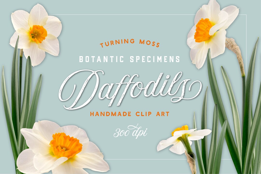 Daffodil Clipart - Realistic Floral Clipart - Isolated Spring Flowers ...