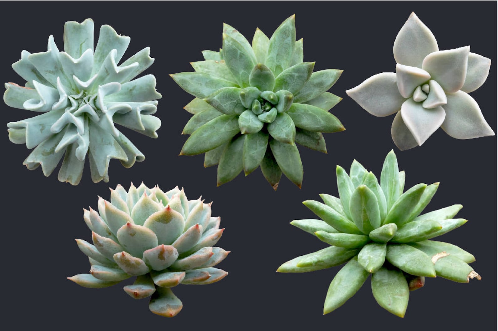 Succulent Clipart - Digital Succulents - Botanic Specimens - Succulent ...