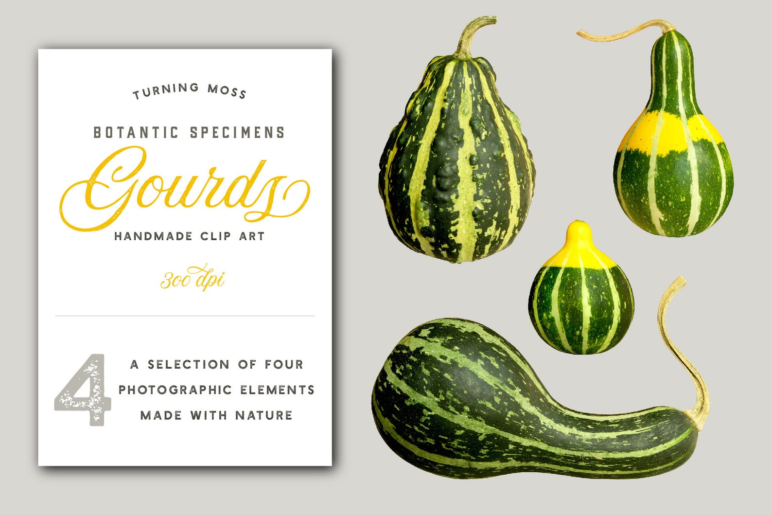 Gourd Clipart - Realistic Gourds - Ornamental Gourd Clipart - Autumn ...