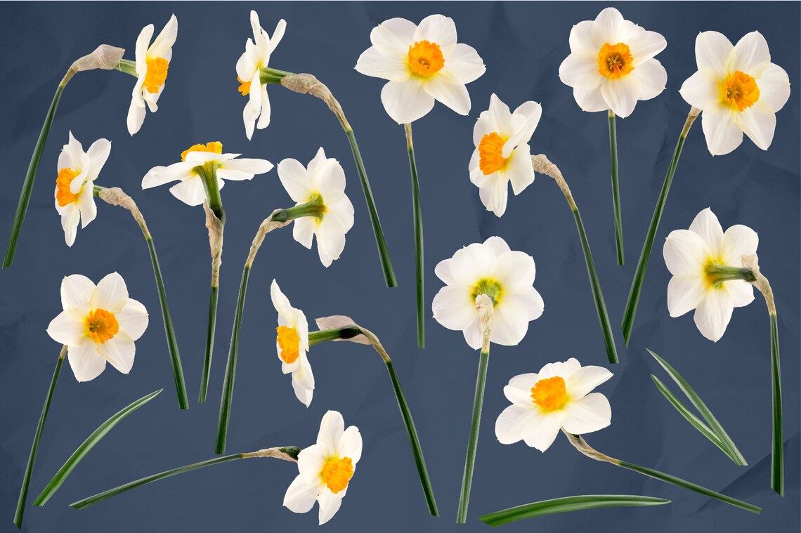 Daffodil Clipart - Realistic Floral Clipart - Isolated Spring Flowers ...