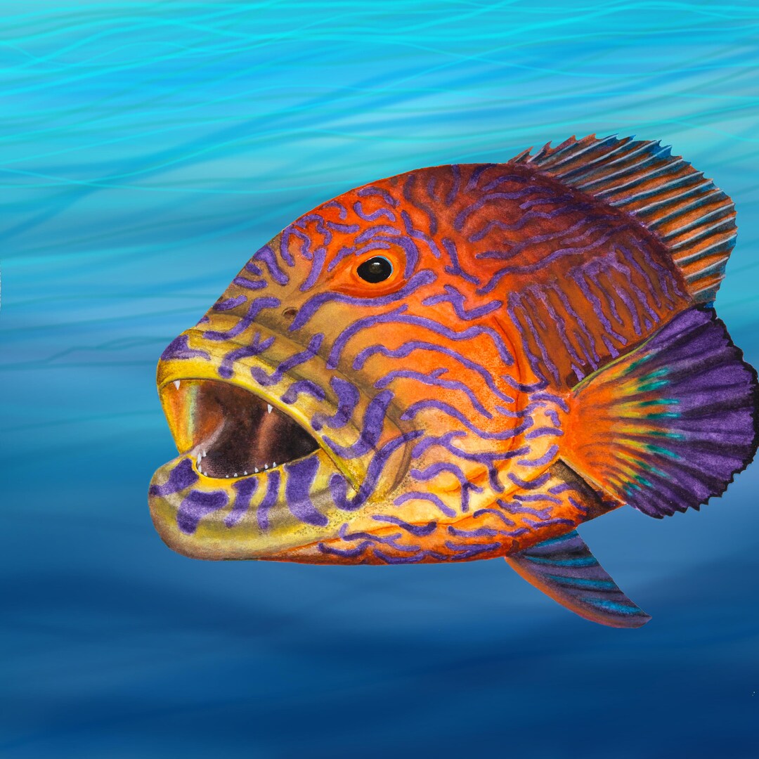 Watercolor Grouper - Etsy