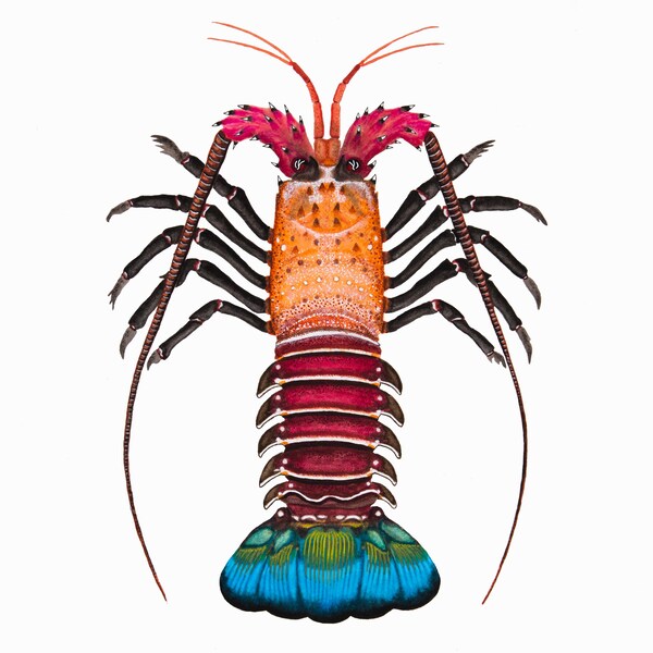 Spiny Lobster - Etsy