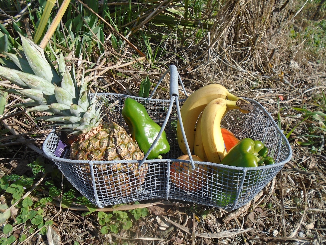 Old Fisherman's Basket Old Wire Basket From the 50s 60s, Shell or ...