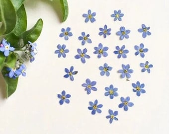 Dried Pressed Forget Me Nots Flowers 20 Pcs Pots - Etsy UK