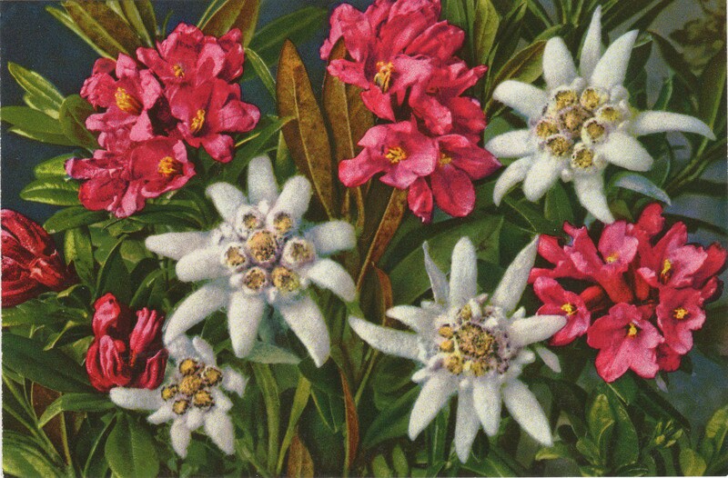 Postcard Alpenrosen & Edelweiss / Map 1679 Photo-verlag Gyger Adelboden ...