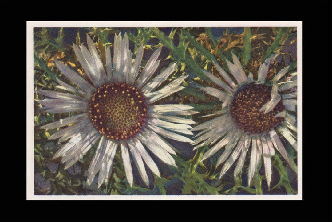 Postcard Silver Thistle / Card 1301 Photo-publisher Gyger Adelboden ...