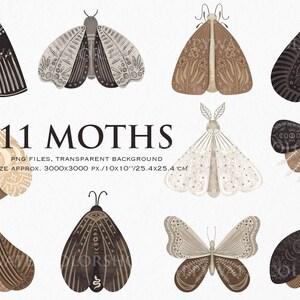 Moth Clipart Butterfly Clipart Boho Clipart Moth Png Butterfly Png ...