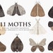 Moth Clipart Butterfly Clipart Boho Clipart Moth Png Butterfly Png ...